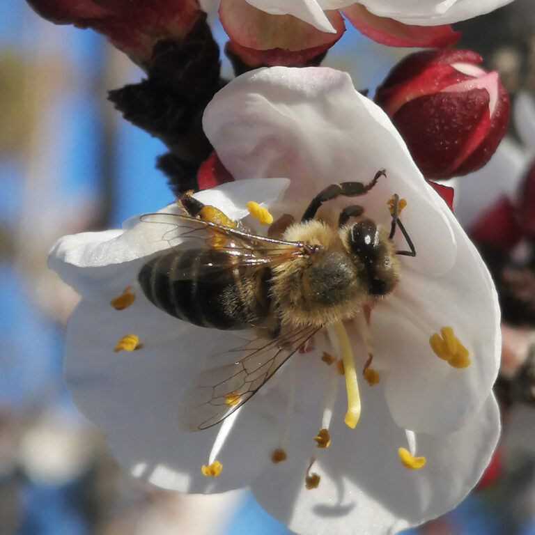 Beehive Accessories | Easy Beesy Auto Beehives